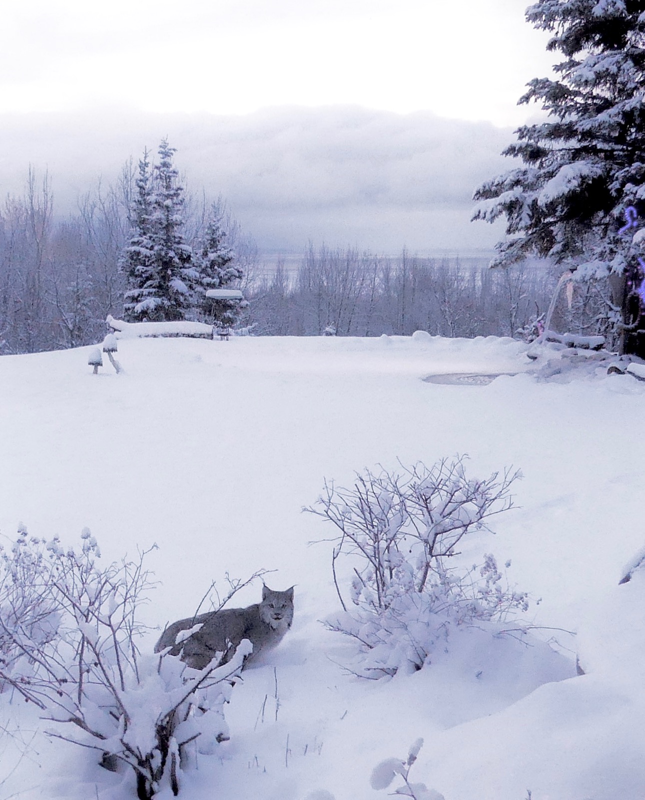 Community Connections: V Rae Shares Her Art and Altruistic Spirit with ...